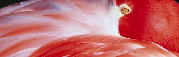 Flamingo Information